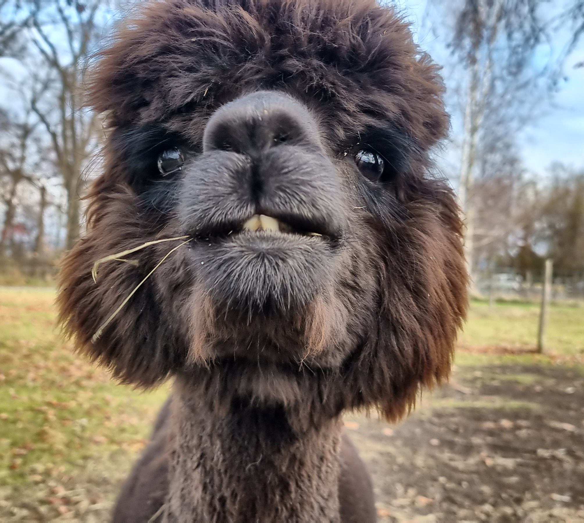 Alle Alpaka-Wanderungen und Hof-Produkte im Alpaka Shop!